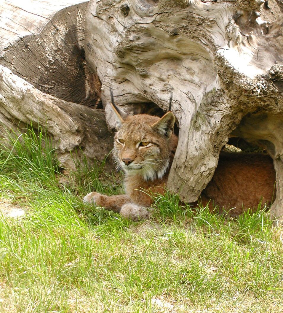 Animals. All random animal pics in this thread. | Page 7 | Encyclopedia ...